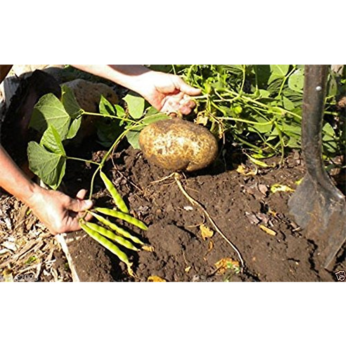 True Jicama Seeds,Pachyrhizus erosus a.K.a,Climbing Yam Bean, Mexican Turnip(40 Seeds)