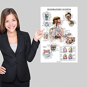 Palace Learning Digestive System & Respiratory System Anatomy Posters - Laminated 2 Chart Set - 18" x 24" (Digestive/Respiratory)