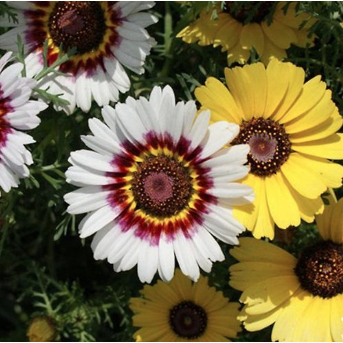 "Painted Daisy" Flower Seeds for Planting, 500+ Flower Seeds Per Packet, (Isla's Garden Seeds), Non GMO & Heirloom Seeds, Scientific Name: Chrysanthemum Carinatum