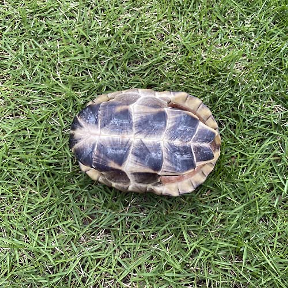 Unique Turtle Shell True Specimen Turtle Shell（ Reeves' Turtle） Taxidermy (1)