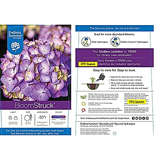 1 Gal. Endless Summer Bloomstruck Hydrangea