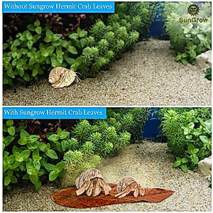 SunGrow Saver Bundle Pack - Catappa Leaves 10Pcs/Pack + Large Leaf Hammock