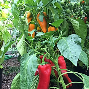 Ladbrooke Genuine Soil Block Maker - Mini 5 Hand Held, Made in England