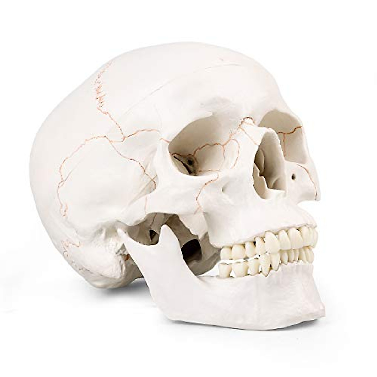 LYOU Human Skull Anatomical Model, New Version Life Size 3 Part Adult Human Anatomy Head Skeleton Model with Removable Skull Cap and Moving Jaw, Hand-Painted in Color Suture Line
