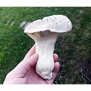 Mushroom Liquid Culture - King Oyster (Pleurotus eryngii)