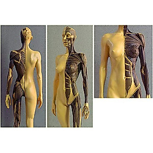 ALKITA 30CM Human Anatomical Anatomy Skull Head Body Muscle Bone Resin Model Female Golden