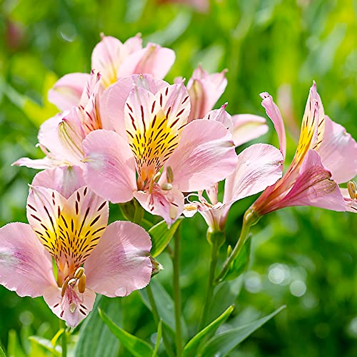 Pink Alstroemeria Seeds Peruvian Lily Perennial Attracts Butterflies Cut Flowers Deer Resistant Cutting Garden Borders Containers Outdoor 10Pcs Flower Seeds by YEGAOL Garden