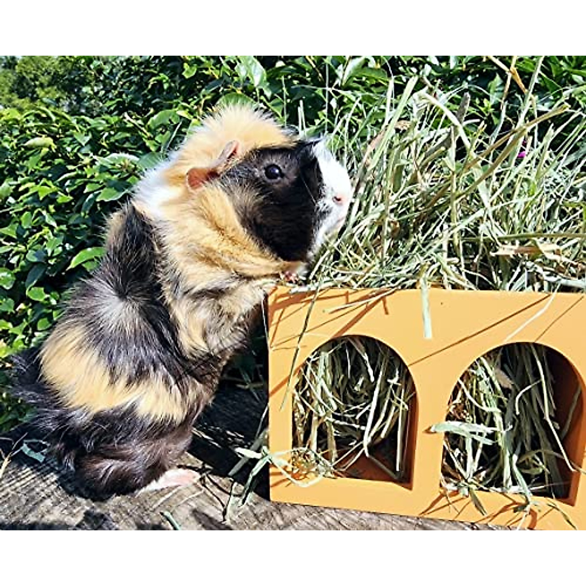 Piggies Choice Hay Feeder Natural Pine Wood Arch Guinea Pig Hay Rack with Option to Attach to Cage (Mango with Bottom)