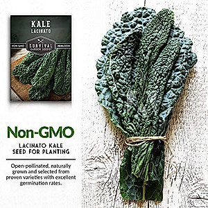 Survival Garden Seeds - Lacinato Kale Seed for Planting - Packet with Instructions to Plant and Grow in Your Home Vegetable Garden - Non-GMO Heirloom Variety - 3 Pack