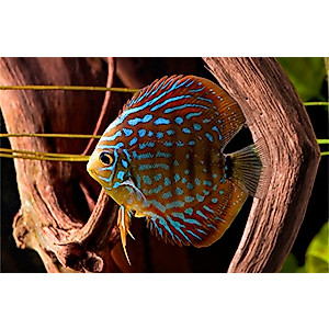 Galápagos (05287) Sinkable Driftwood Bed, Natural, Large/18-24"