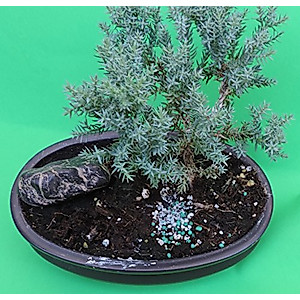 Fertilized Juniper Bonsai with Rock Sold by JM Bamboo