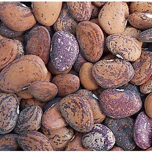 Jackson Wonder Lima Bush Bean Seeds for Planting, 50+ Heirloom Seeds Per Packet, (Isla's Garden Seeds), Non GMO Seeds, Botanical Name: Phaseolus lunatus, Great Home Garden Gift