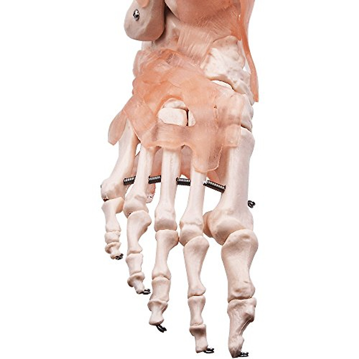 Foot Joint Model Human Foot Ankle Joint Model with Ligament Medical Science Life Size