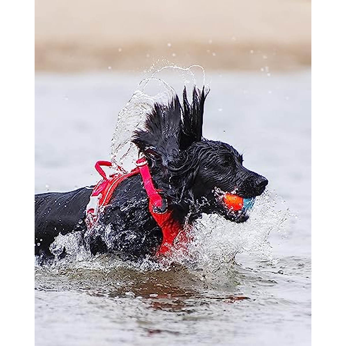 ChuckIt! Amphibious Fetch Balls, Set of 3