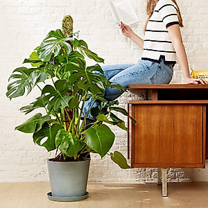 Moss Pole,Moss Pole for Plants Monstera,2 Pack Extending to 27inch Natural Forest Moss Poles for Climbing Plants,Plant Poles for Potted Plants Indoor,Moss Stick Used Separately or Joined Together.