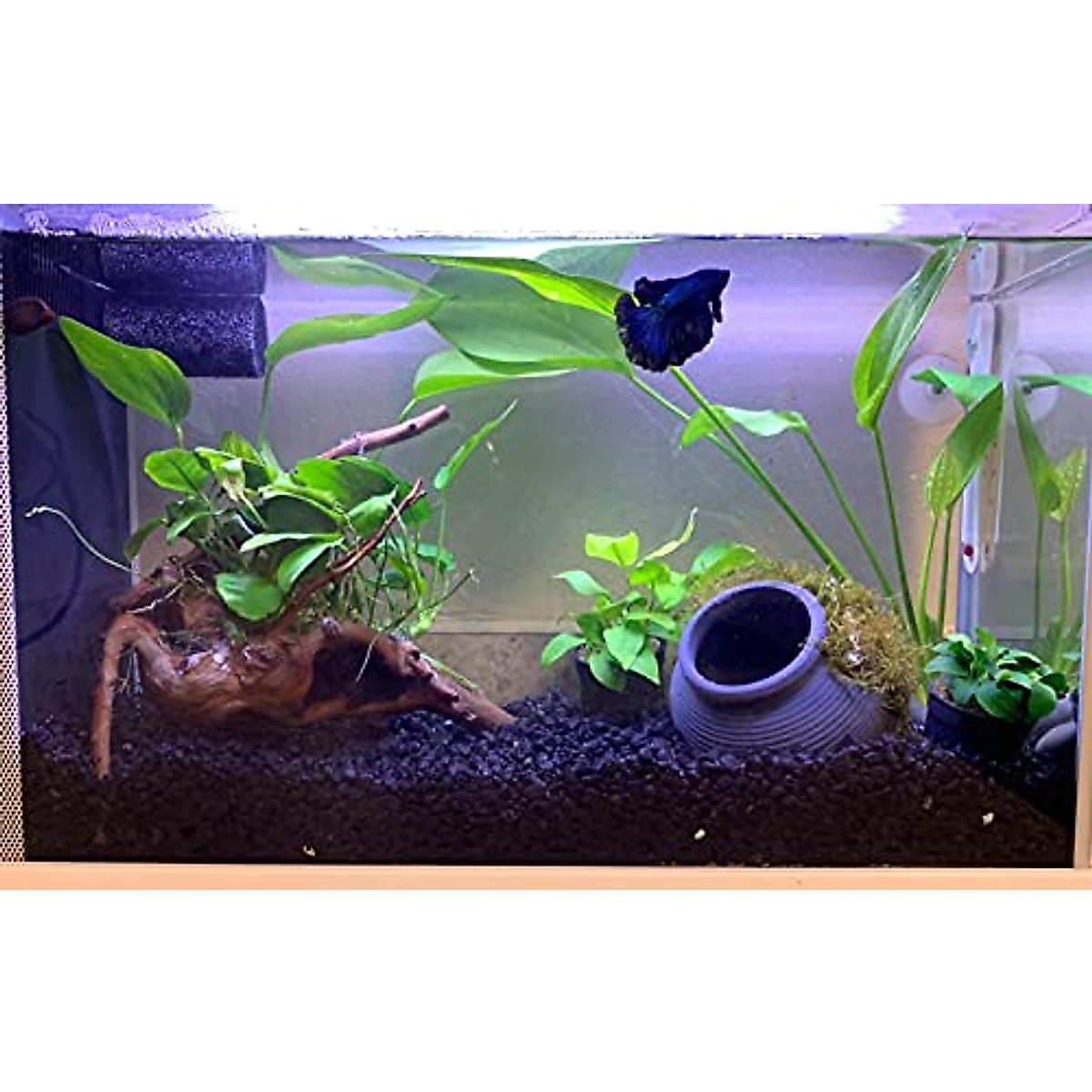 Mairuker Ceramic Jar Aquarium Decoration Fish Shrimp Breeding Cave Fish Tank Ornaments for Betta Fish Amano Shrimp Cichlid to Play,Hide and Rest