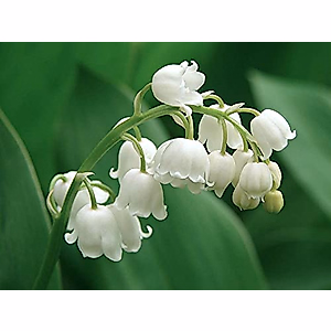 Herb & Root Lily of the Perfume for Oil Roll On for Women | Light, Fresh, Airy Classic Muguet Fragrance | Long-Lasting and Clean Perfume | Alcohol Free
