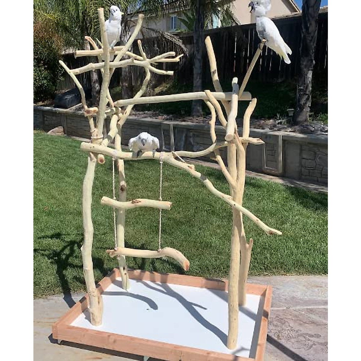 ExoticDad Large Bird Perch - Customize Your Perch Designed Natural Dragonwood Bird Perch on Wheels Stand for Parrots, Birds, Parakeets, Monkeys, Cockatiel, African Grey, Conure (2x4 ft B - 5x6 ft H)