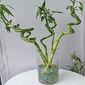 Mainam Lucky Bamboo Curly Dracaena sp Bundle US Nursery Live Aquarium Plants Freshwater Fish Tank House Plants Decorations Aquatic Plant 3 Days Pond Tropical