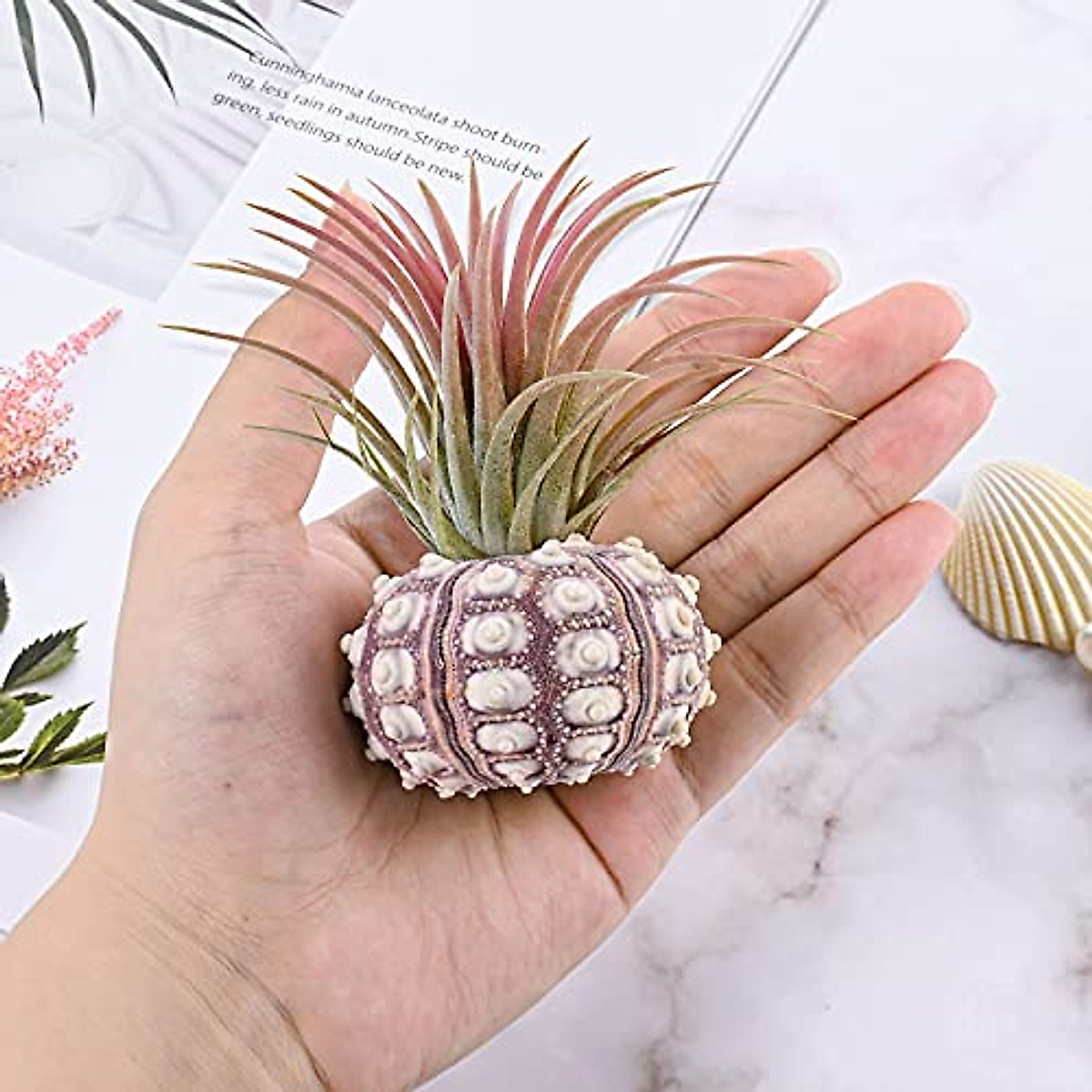 6PCS Hanging Air Plants Holders/Stand Mini Sea Urchin Shell Decorative Tillandsiat Succulent Air Plant Display Container for Home Office Wall Garden Beach Hawaii Theme Party Favors