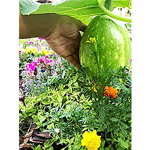 Giant Pumpkin Titan Seeds 10 Seeds for Planting Vegetable Garden Squash Gourd Seeds