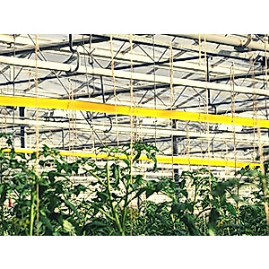 Giant Yellow Sticky Traps - Fly Tape Roll, 15cm x 100m - Bug Sticky Trap for Flying Insects, Aphids, Fruit Fly, Gnats, Barn Fly, Lantern Fly | Tape Sticky Roll Outdoor | Indoor | Hanging