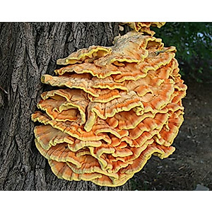 5 Pack Wood Loving Mushroom Liquid Cultures