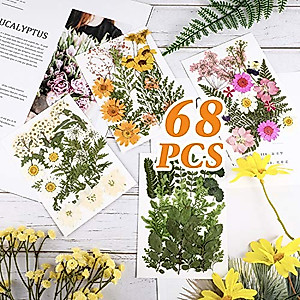 Nuanchu Pressed Flowers Resin Flowers for Resin Mold, Real Daisy Dried Flower Leaves Natural with Tweezers for Scrapbooking DIY Candle Accessories Jewelry Crafts Making (Fresh Style)