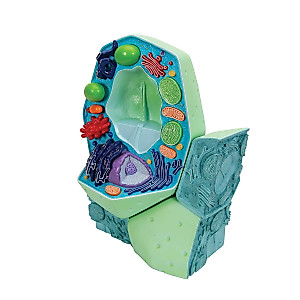 3B Scientific R05 Plant Cell Model, Magnified 500000 - 1000,000 Times, 7.9" x 4.5" x 13"