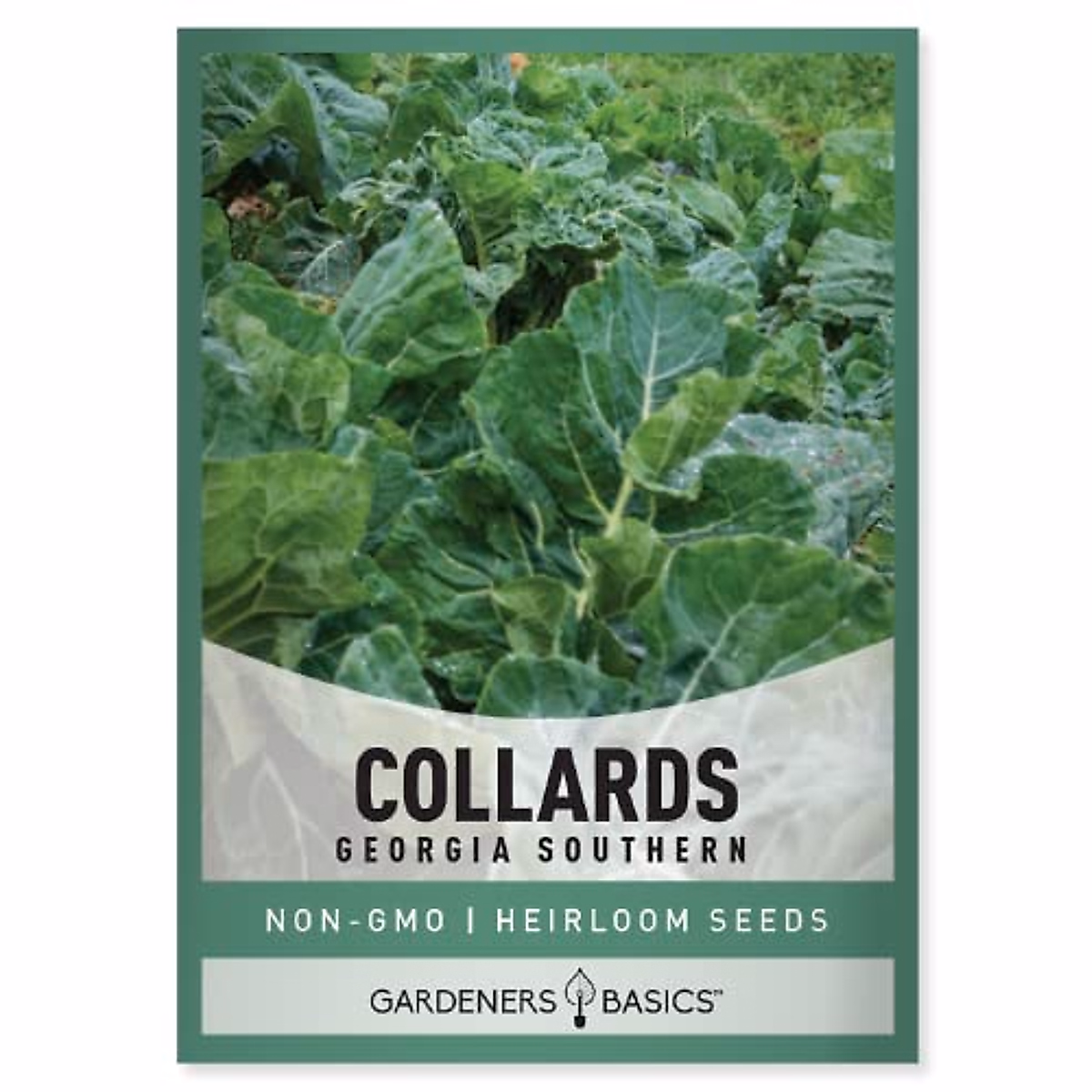 Collard Greens Seeds for Planting - Georgia Southern Non-GMO Vegetable Variety- 1 Gram Seeds Great for Summer, Fall and Winter Gardens by Gardeners Basics