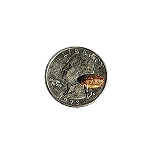 Bad Ass Bugs 250 Small Dubia Roaches