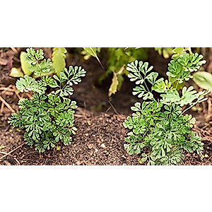 Earthcare Seeds Rue 150 Seeds (Ruta Graveolens) Heirloom - Non GMO - Open Pollinated