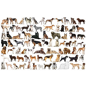 Pet Resolve Remote Dog Training Collar