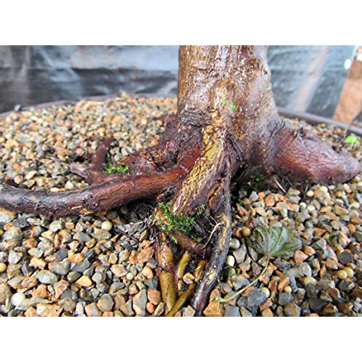 51 Year Old Rhode Island Red Japanese Maple Bonsai Tree