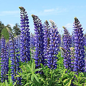 Outsidepride Perennial Blue Lupine Wild Flower Plants Attracting Birds & Butterflies - 500 Seeds