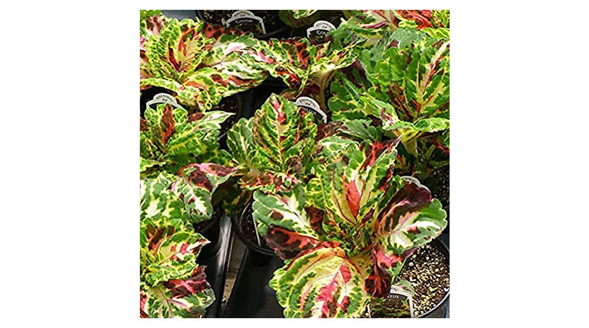 Wizard Mosaic Coleus Seeds - Easy to Grow Colorful Plants