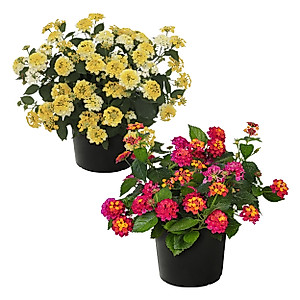 Live Flowering Lantana - Color Mix (2 Plants Per Pack) - Grower's Choice Multi Color Blooms, Healthy Blooming Pollinator, 8" Tall by 5" Wide in 1 Qt Pot