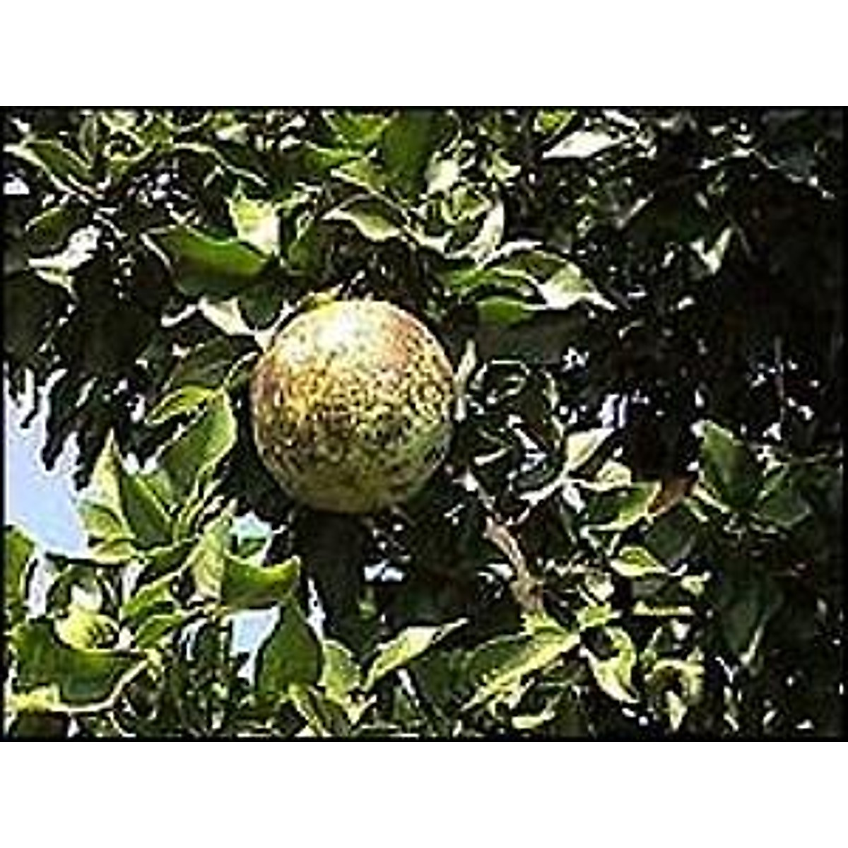 Bael Fruit Tree 8 Seeds - Aegle - Wood Apple