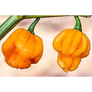 30+ Scotch Bonnet Jamaican Hot Yellow Pepper Seeds Heirloom Non-GMO Ship from USA