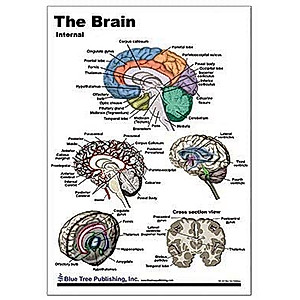 Brain Anatomical Chart