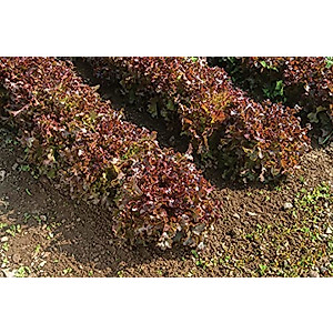 Salad Bowl Red Leaf Lettuce Seeds for Planting, 1000+ Heirloom Seeds Per Packet, (Isla's Garden Seeds), Non GMO Seeds, Botanical Name: Lactuca Sativa