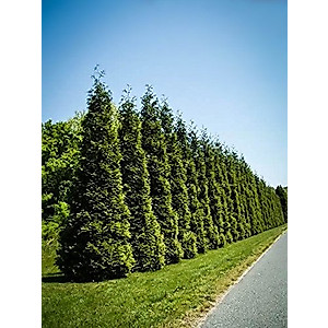 Thuja Arborvitae Green Giant - 12 Live Quart Size Plants - Evergreen Privacy Trees