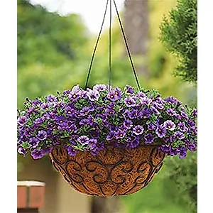 zcbang Rare Plant Flower Seed Petunia Seeds 1000 Pcs Calibrachoa Seeds Kabloom Denim Hybrid