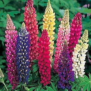 Outsidepride Perennial Russells Lupine Wild Flower Mix & Butterflies & Hummingbirds - 500 Seeds