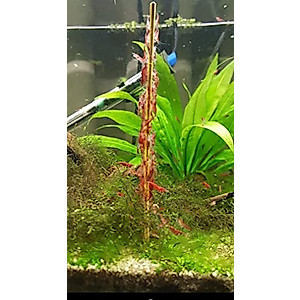 Shrimptastic Aquatics Shrimp Lolly Combo Pack
