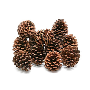 Review Outdoor Gear 5, 8, 10 or 12 Ponderosa Decorative 3" - 3.5" Pine Cones UNSCENTED Fall Winter Holiday Home Decor Vase Bowl Filler Displays Crafts (3 x 4, Quantity of 8)