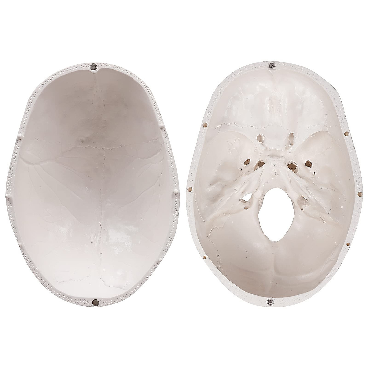 RONTEN Human Skull Model, Skull Anatomy Model, Life Size Replica Medical Anatomy Anatomical Adult Model with Removable Skull Cap and Articulated Mandible, Full Set of Teeth，7.2x4.2x4.95in