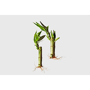 LATHER Body Lotion - Bamboo Lemongrass Body Moisturizer - Daily Body Lotion for Soft & Hydrated Skin - Lightweight & Non-Greasy for All Day Moisture - Essential Oil Blend - 8 Fl Oz