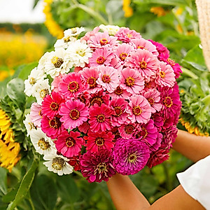 Eden Brothers Zinnia Seeds - Show Stopper Mix, Non-GMO Seeds for Planting, 1 lb | Low-Maintenance Flower Seeds, Plant During Spring, Zones 3, 4, 5, 6, 7, 8, 9, 10