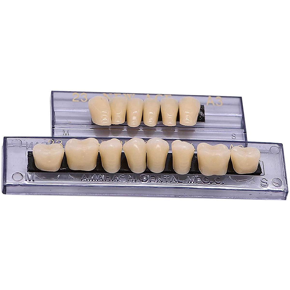 RZJZGZ Synthetic Resin Tooth Denture False Teeth for Halloween Horror Teeth 23 A3(56 Pcs/2Set)